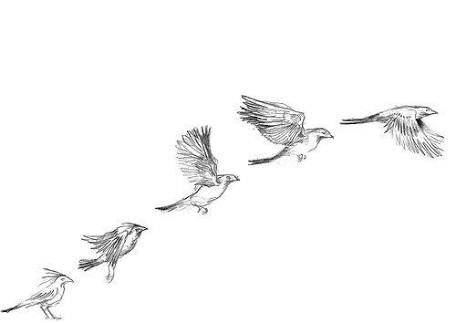 Bird In Flight Drawing at PaintingValley.com | Explore collection of ...