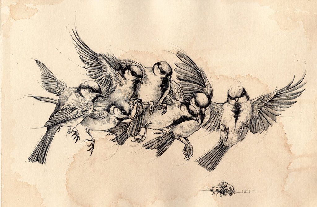 Bird In Flight Drawing at PaintingValley.com | Explore collection of ...