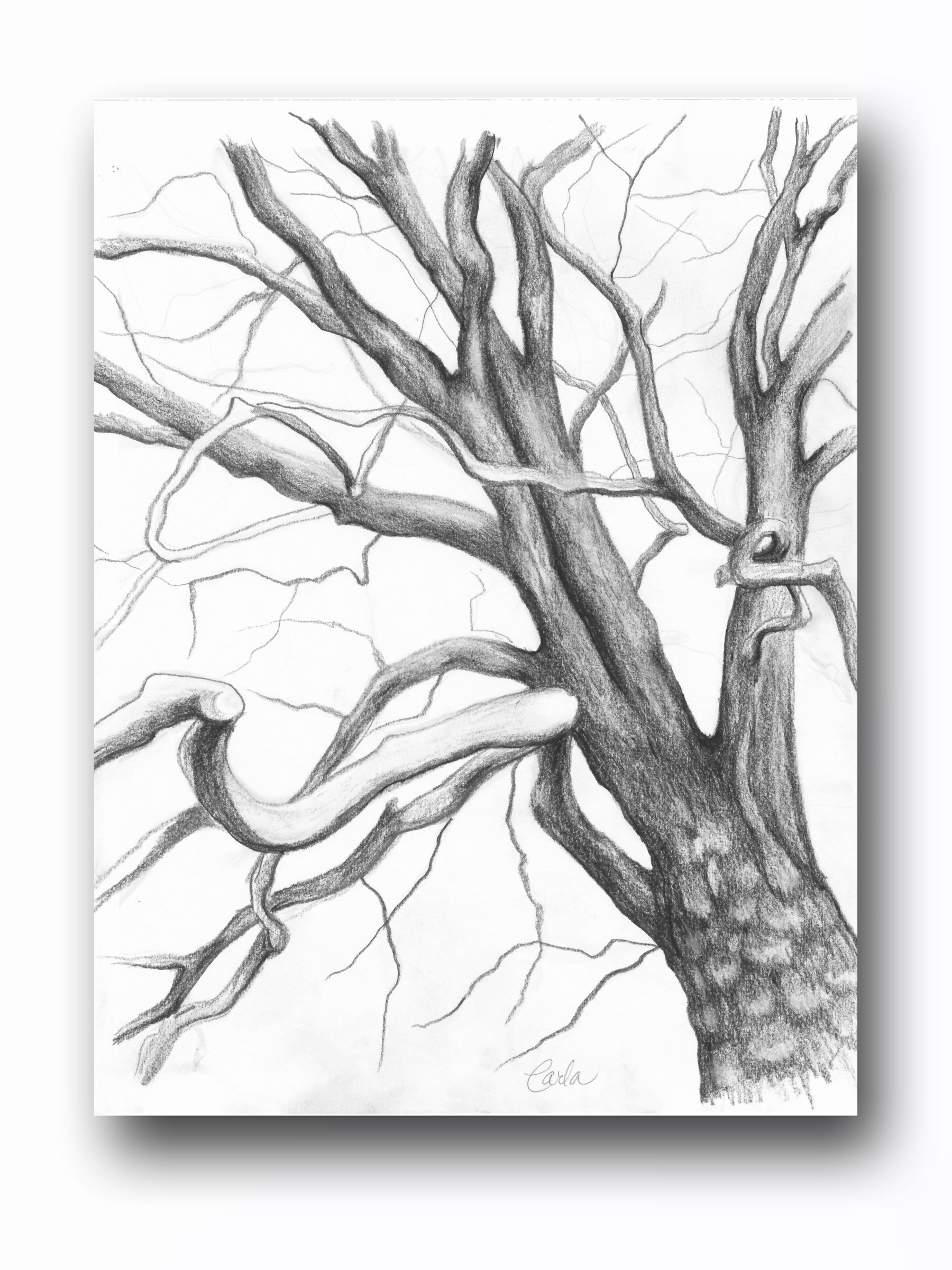 Black And White Tree Drawing at PaintingValley.com | Explore collection ...
