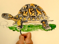 Box Turtle Drawing at PaintingValley.com | Explore collection of Box ...