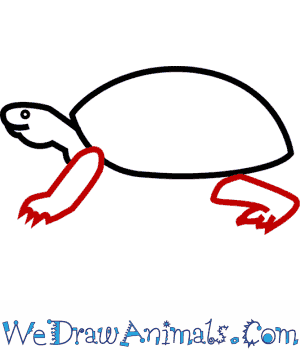 Box Turtle Drawing at PaintingValley.com | Explore collection of Box ...