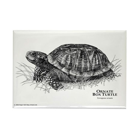 Box Turtle Drawing at PaintingValley.com | Explore collection of Box ...