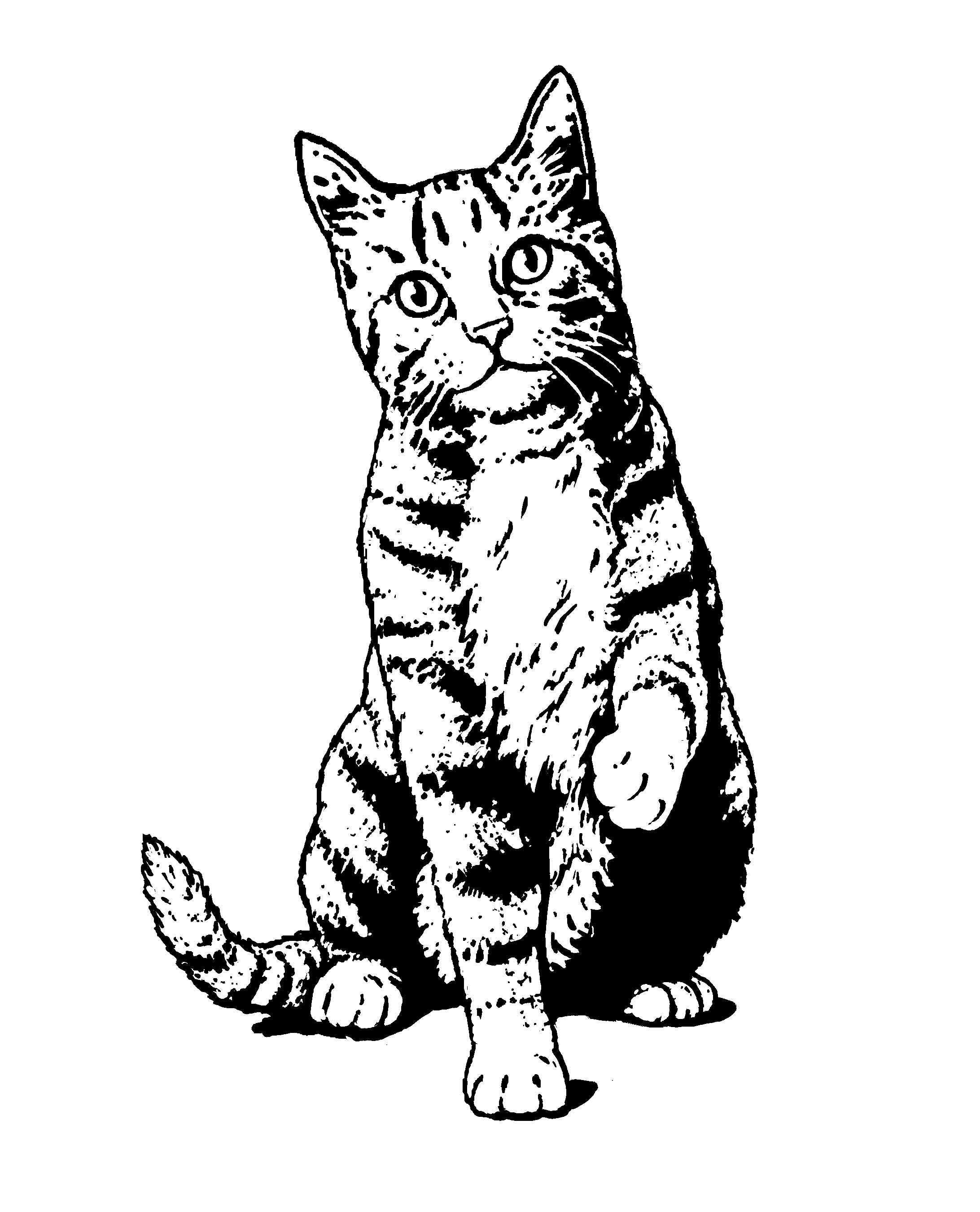 Cat Black And White Drawing At PaintingValley Explore Collection Cat Black And White Drawing At PaintingValley Explore Collection