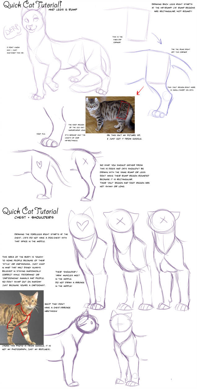 Cat Drawing Tutorial at PaintingValley.com | Explore collection of Cat ...