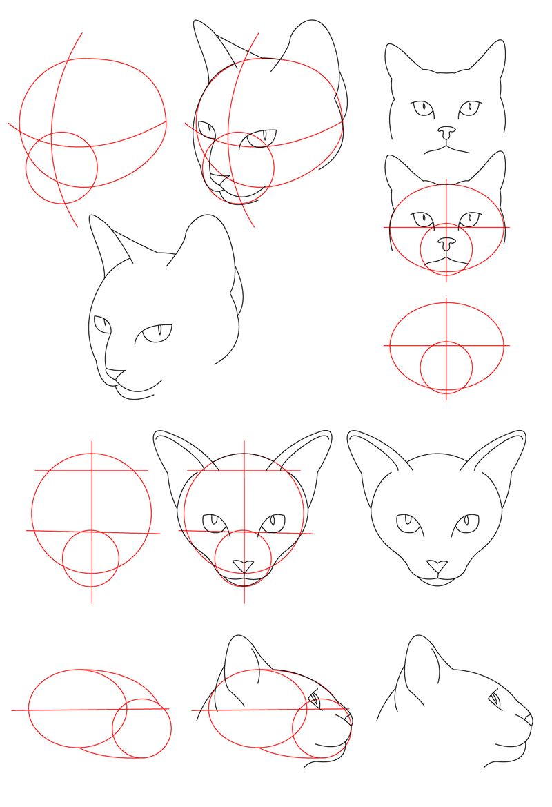 Cat Drawing Tutorial at PaintingValley.com | Explore collection of Cat ...