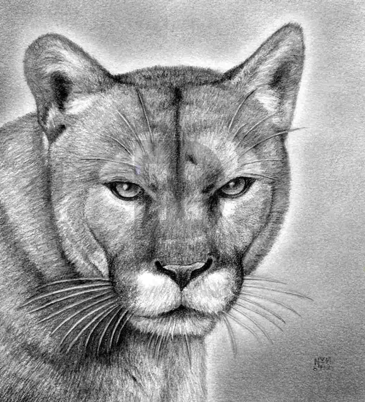 Cougar Drawing at PaintingValley.com | Explore collection of Cougar Drawing