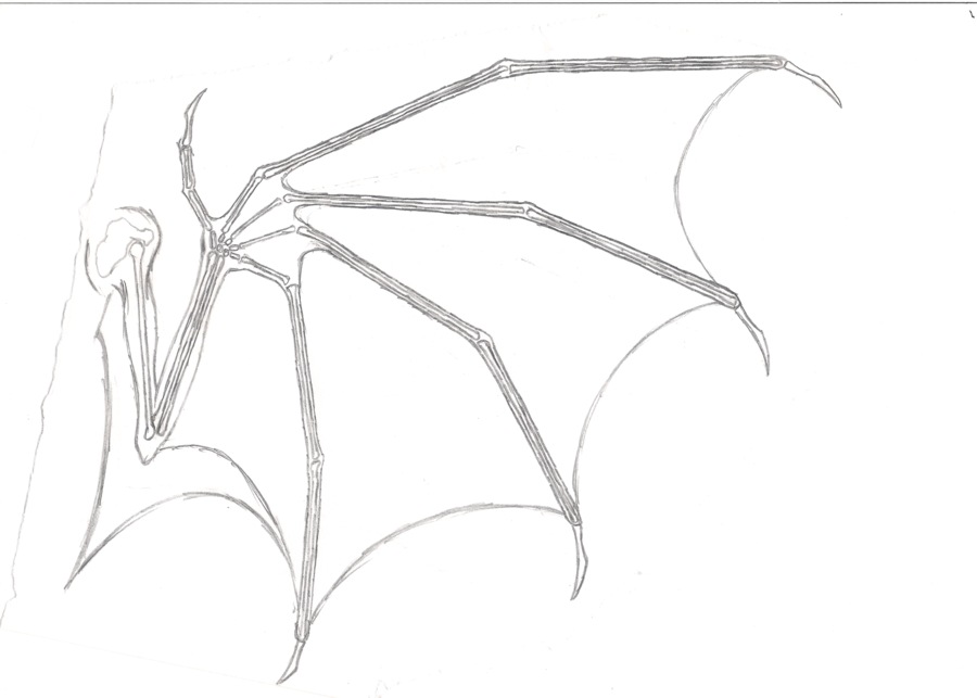 Demon Wings Drawing at PaintingValley.com | Explore collection of Demon Wings Drawing