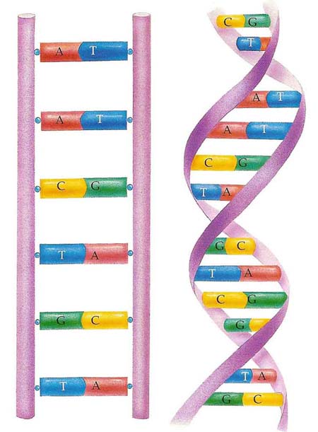 Dna Ladder Drawing at PaintingValley.com | Explore collection of Dna Ladder Drawing