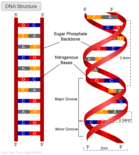 Dna Ladder Drawing at PaintingValley.com | Explore collection of Dna Ladder Drawing