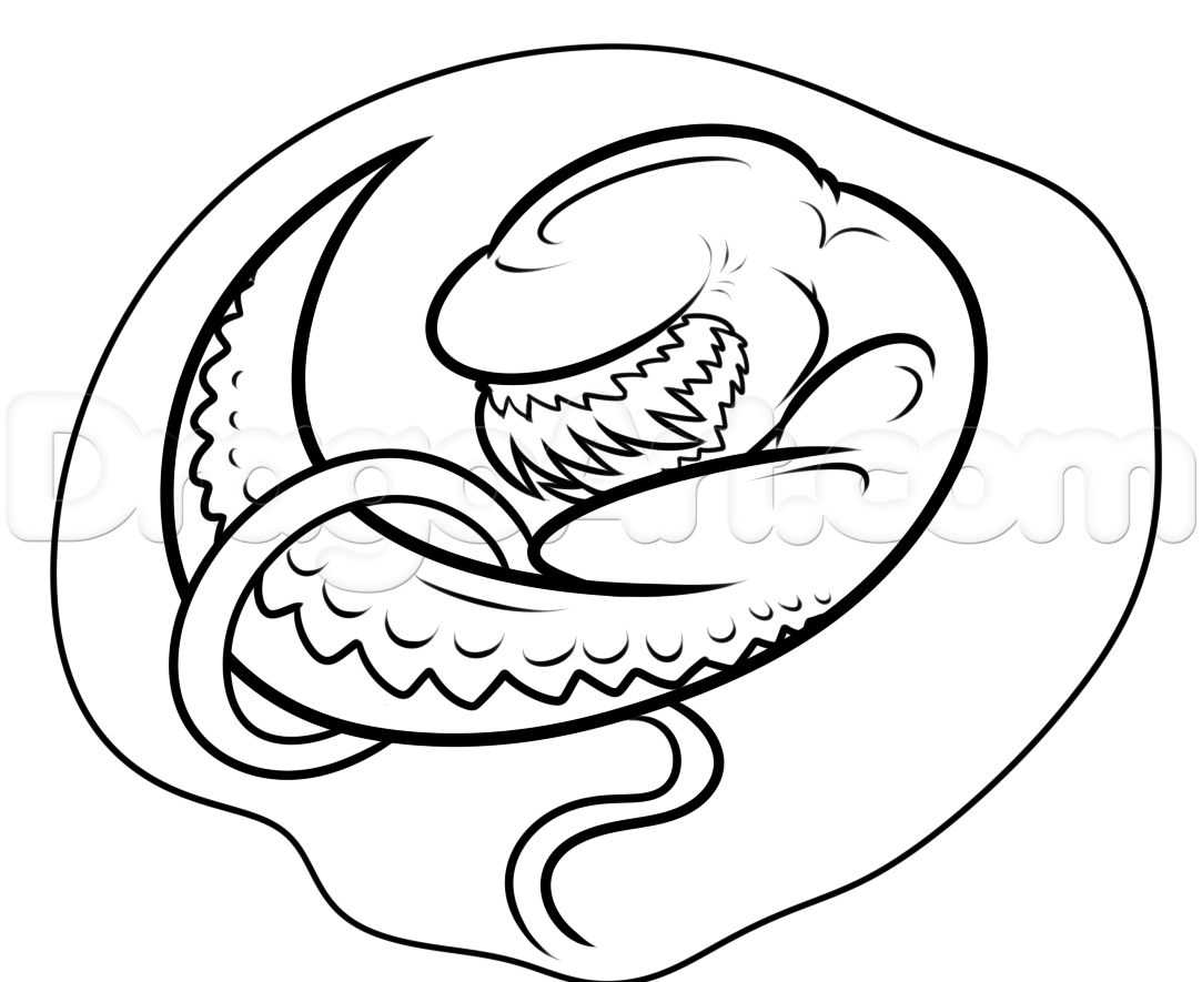 Embryo Drawing at PaintingValley.com | Explore collection of Embryo Drawing