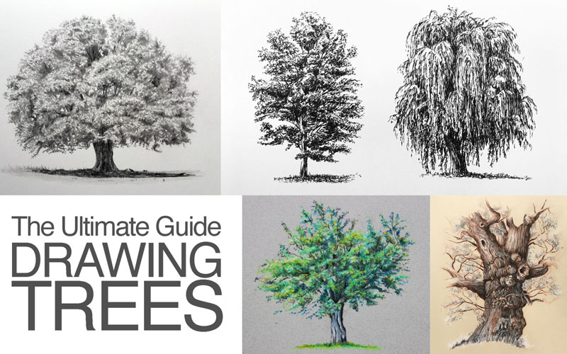 Evergreen Tree Drawing at PaintingValley.com | Explore collection of ...