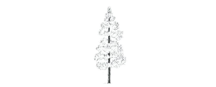 Evergreen Tree Drawing at PaintingValley.com | Explore collection of ...