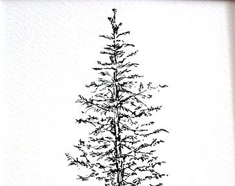 Evergreen Tree Drawing at PaintingValley.com | Explore collection of ...