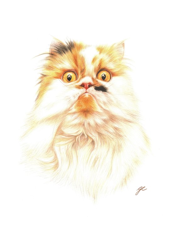 Grumpy Cat Drawing at PaintingValley.com | Explore collection of Grumpy ...