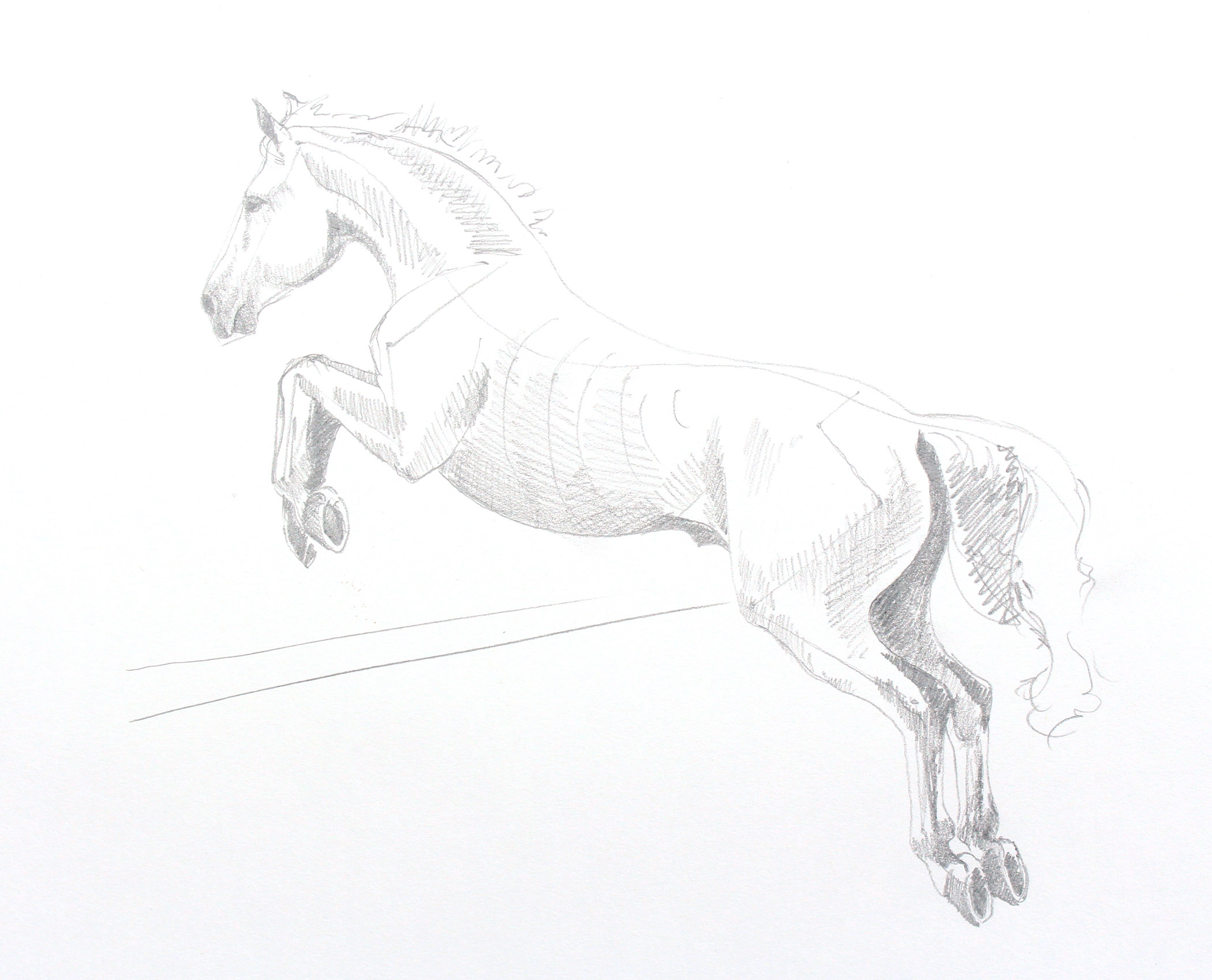 Horse On Hind Legs Drawing at PaintingValley.com | Explore collection ...