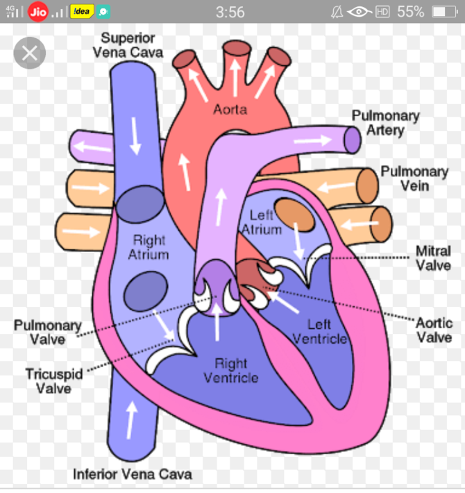 Human Heart Drawing Step By Step