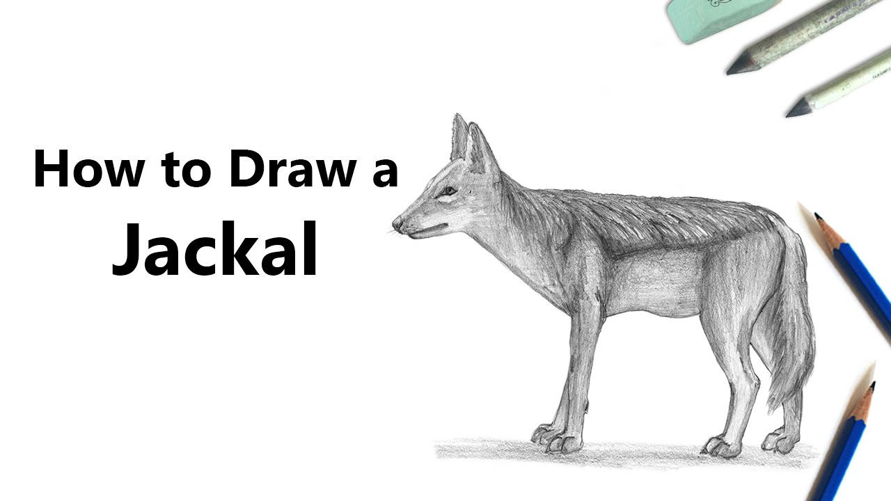 Jackal Drawing at PaintingValley.com | Explore collection of Jackal Drawing