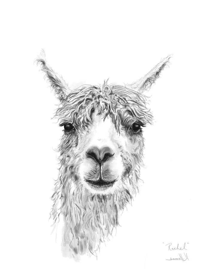Llama Drawing at PaintingValley.com | Explore collection of Llama Drawing