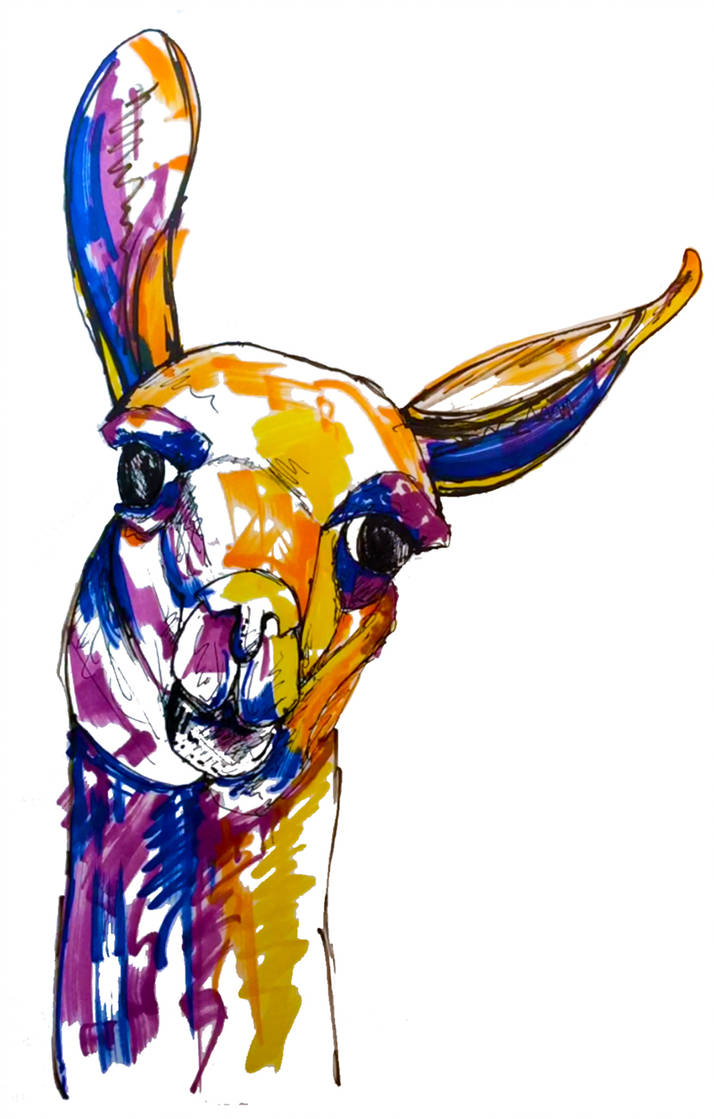 Llama Face Drawing at PaintingValley.com | Explore collection of Llama ...