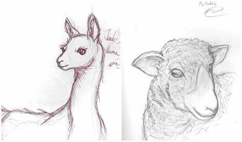 Llama Face Drawing at PaintingValley.com | Explore collection of Llama ...