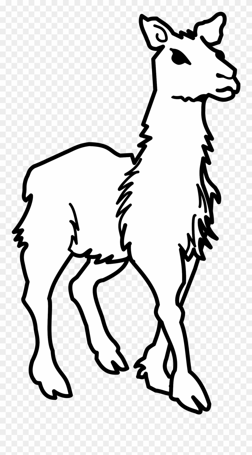 Llama Line Drawing at PaintingValley.com | Explore collection of Llama ...