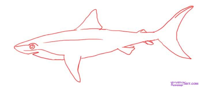 Mako Shark Drawing at PaintingValley.com | Explore collection of Mako ...