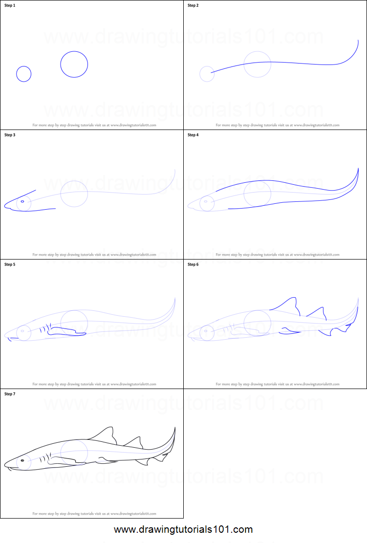 Nurse Shark Drawing at PaintingValley.com | Explore collection of Nurse ...