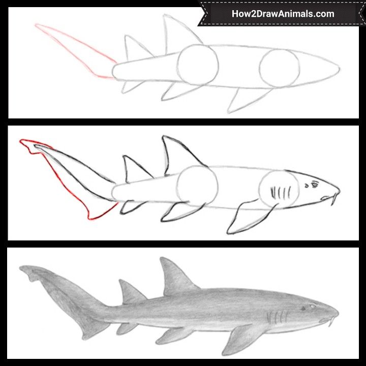 Nurse Shark Drawing at PaintingValley.com | Explore collection of Nurse ...