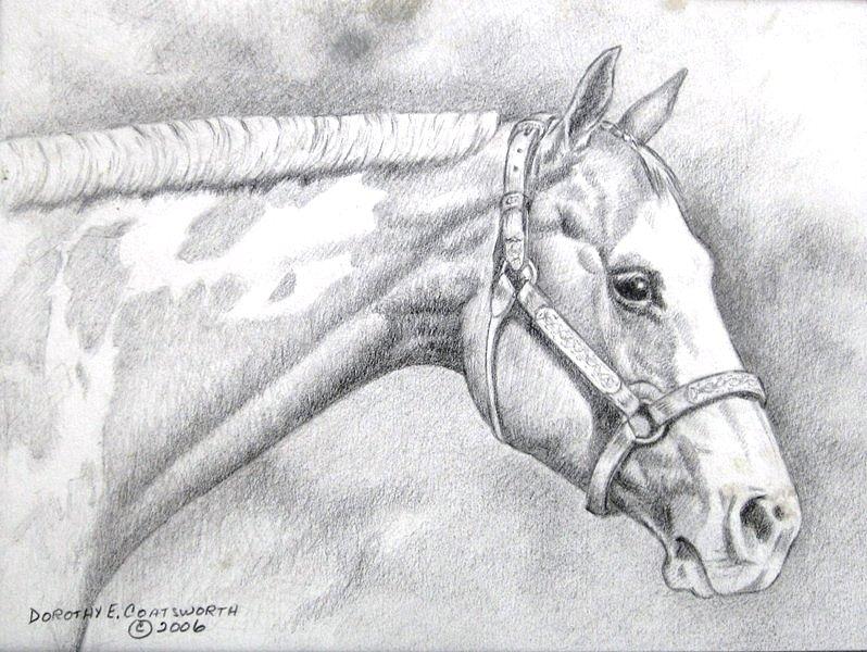 Paint Horse Drawing at PaintingValley.com | Explore collection of Paint Horse Drawing