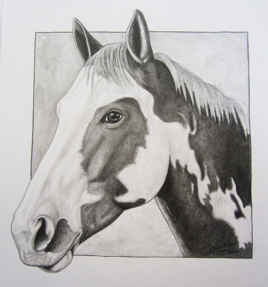 Paint Horse Drawing at PaintingValley.com | Explore collection of Paint Horse Drawing
