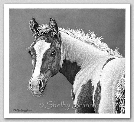 Paint Horse Drawing at PaintingValley.com | Explore collection of Paint Horse Drawing