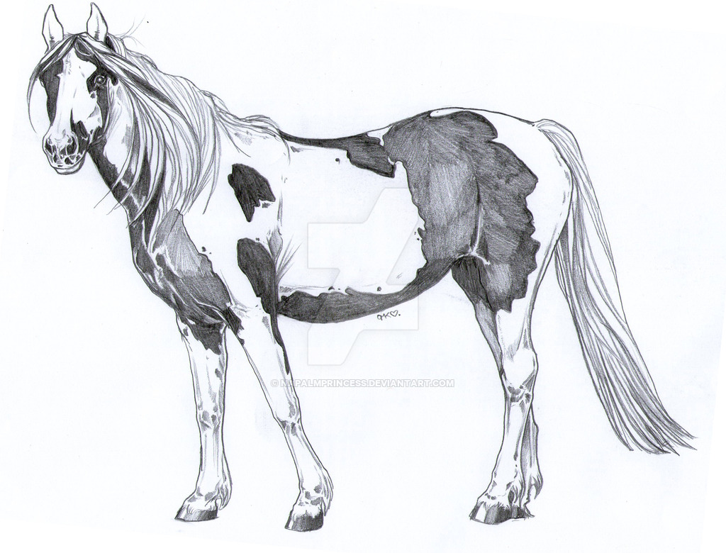 Paint Horse Drawing at PaintingValley.com | Explore collection of Paint Horse Drawing