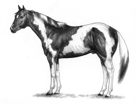 Paint Horse Drawing at PaintingValley.com | Explore collection of Paint Horse Drawing