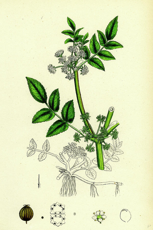 Parsnip Drawing At Explore Collection Of Parsnip Drawing