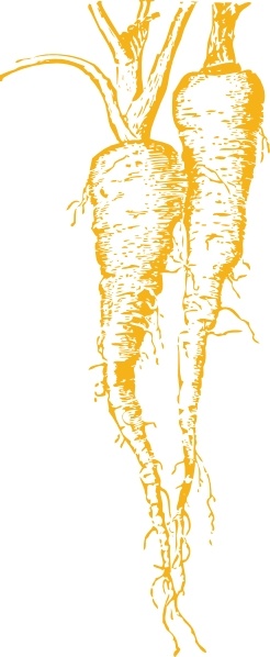 Parsnip Drawing At Explore Collection Of Parsnip Drawing