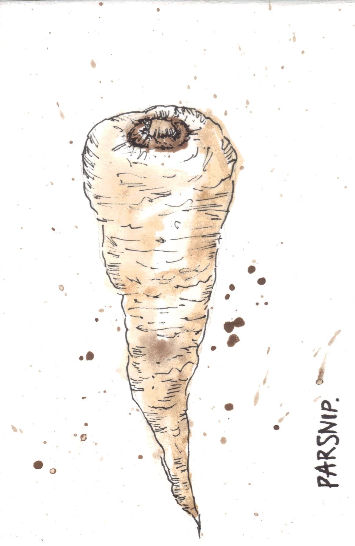 Parsnip Drawing At Explore Collection Of Parsnip Drawing