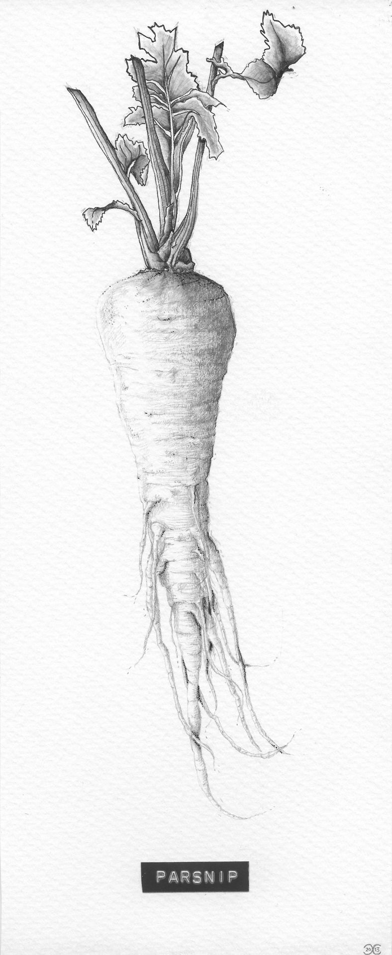 Parsnip Drawing At Explore Collection Of Parsnip Drawing