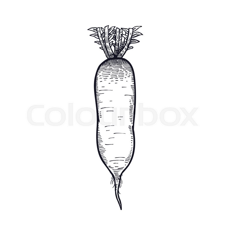 Parsnip Drawing At Explore Collection Of Parsnip Drawing