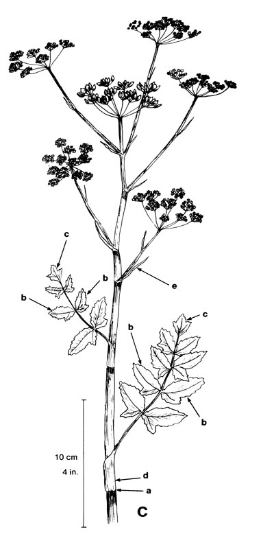 Parsnip Drawing At Explore Collection Of Parsnip Drawing