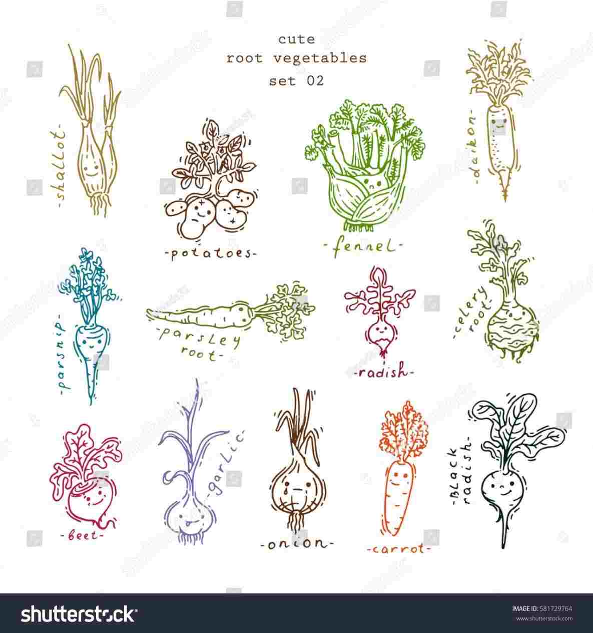 Parsnip Drawing At Explore Collection Of Parsnip Drawing