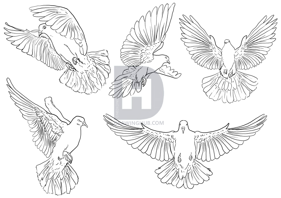 Pigeons paintings search result at PaintingValley.com