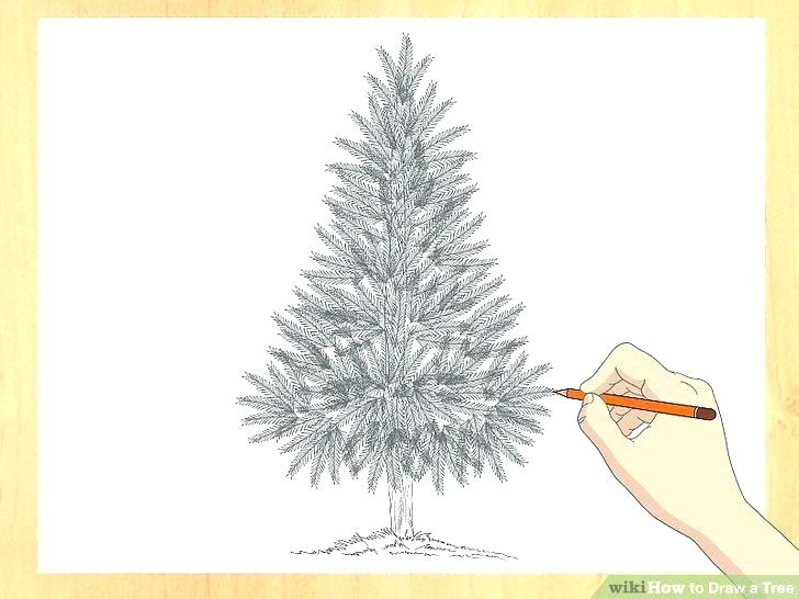 Pine Tree Line Drawing at PaintingValley.com | Explore collection of ...
