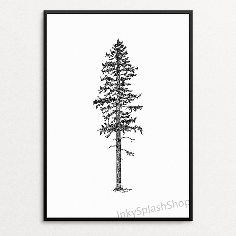 Pine Tree Line Drawing at PaintingValley.com | Explore collection of ...