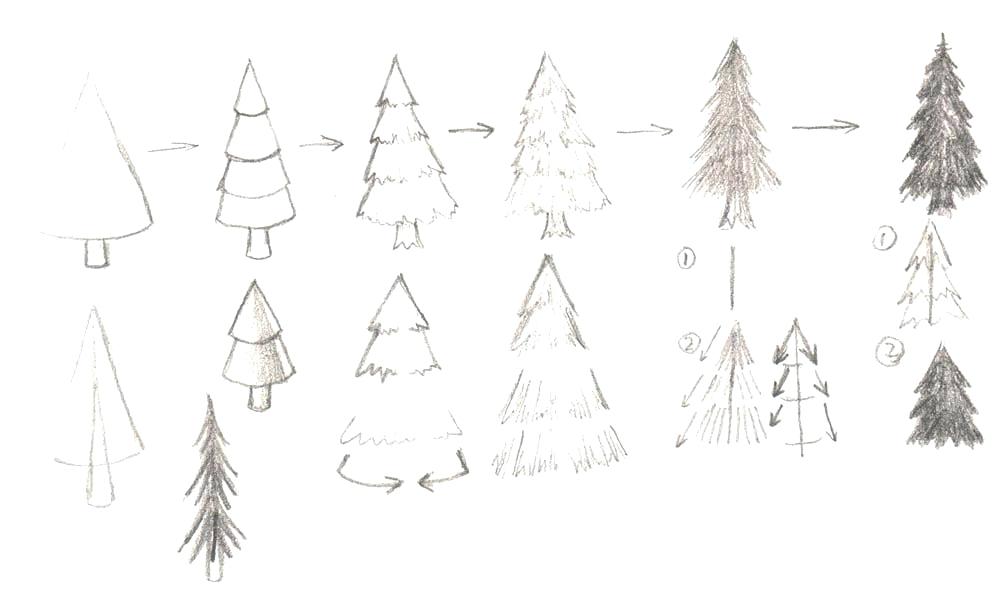 Pine Tree Line Drawing at PaintingValley.com | Explore collection of ...