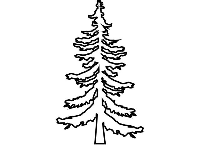 Pine Tree Line Drawing at PaintingValley.com | Explore collection of ...