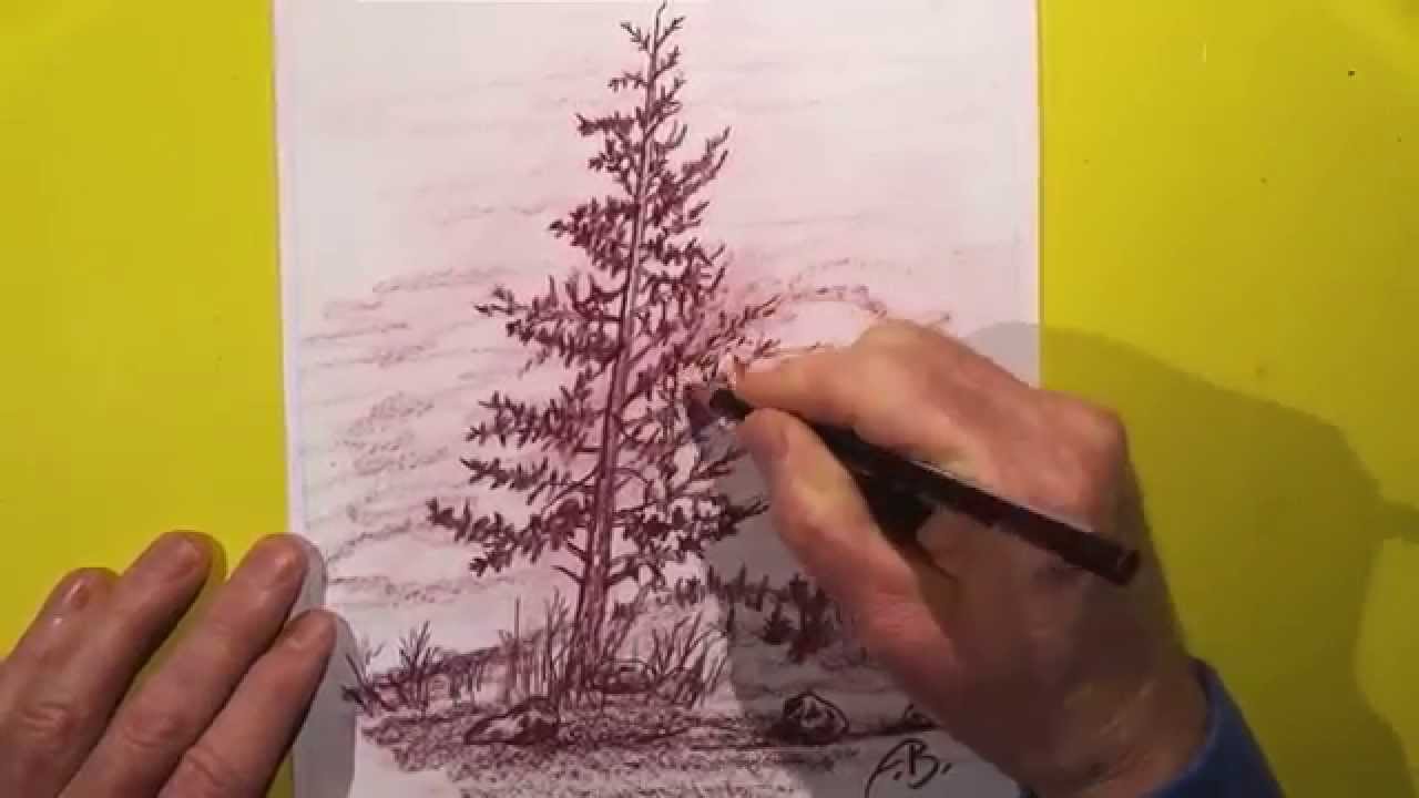 Pine Tree Pencil Drawing at PaintingValley.com | Explore collection of ...