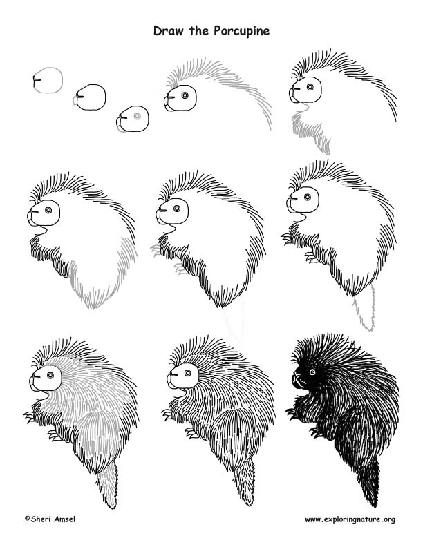 Porcupine Drawing at PaintingValley.com | Explore collection of ...