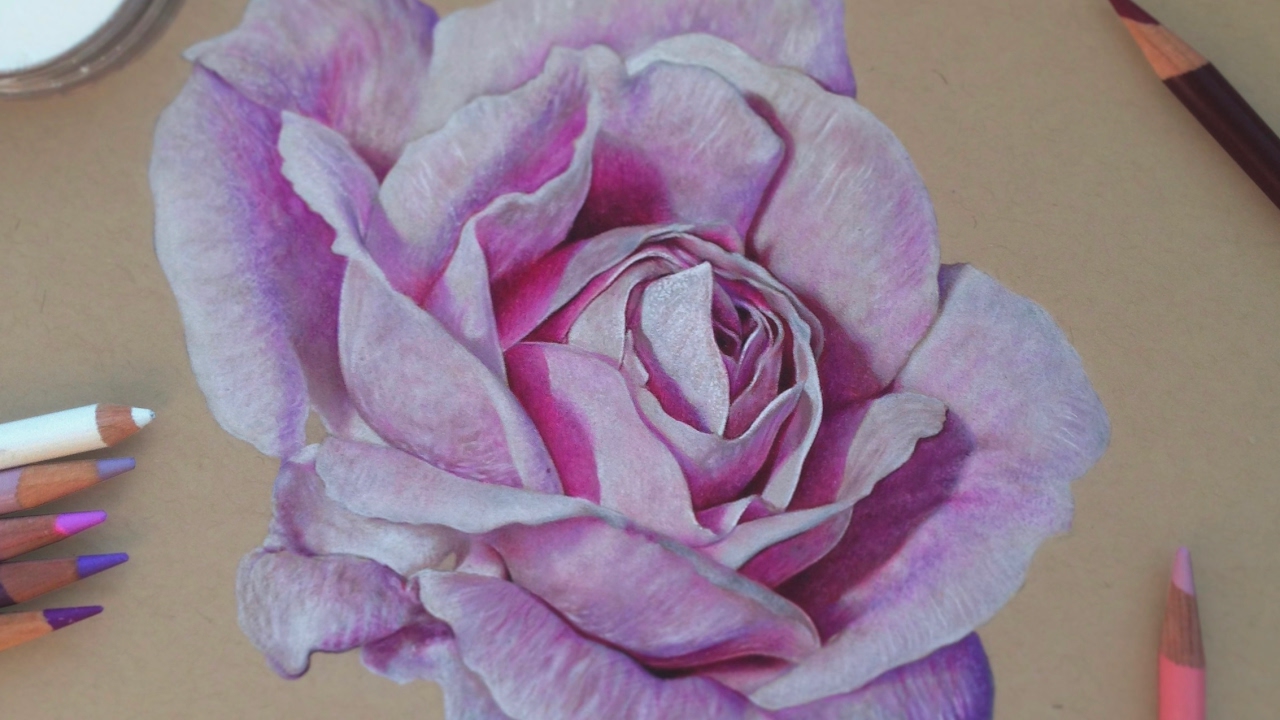 Rose Color Pencil Drawing at PaintingValley.com | Explore collection of ...
