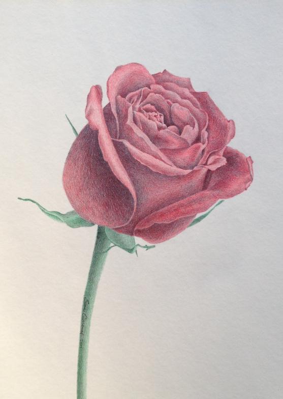 Rose Drawing Color at PaintingValley.com | Explore collection of Rose ...