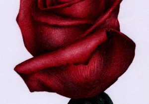 Rose Drawing In Color at PaintingValley.com | Explore collection of ...